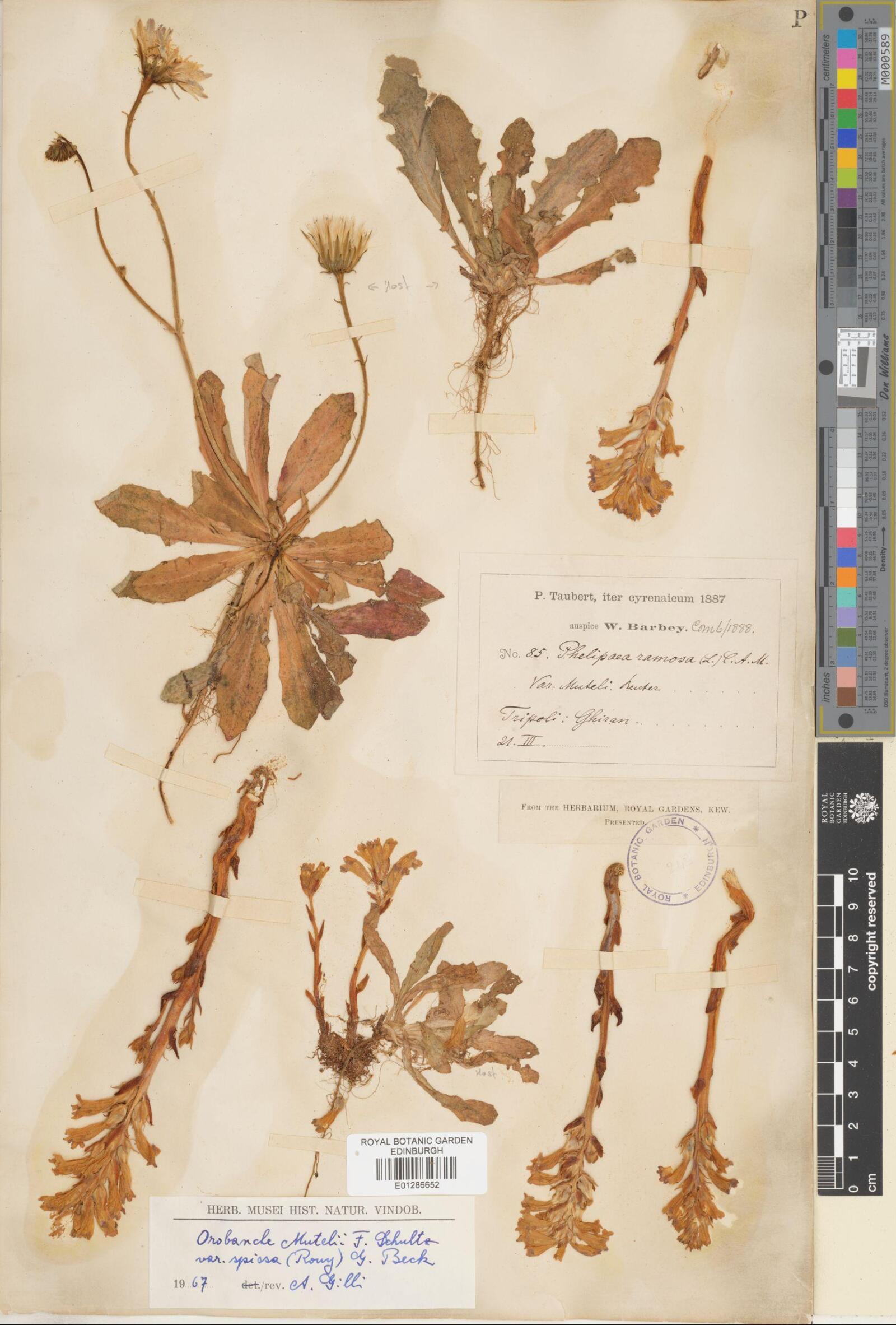 Phelipanche_mutelii_Grupo botánico cantábrico